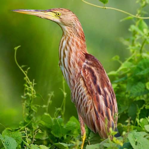 Yellow bittern | Birds of India | Bird World