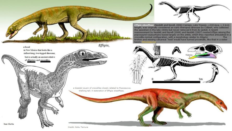 Extinct Animal of the Week: Anatomy of An Archosaur