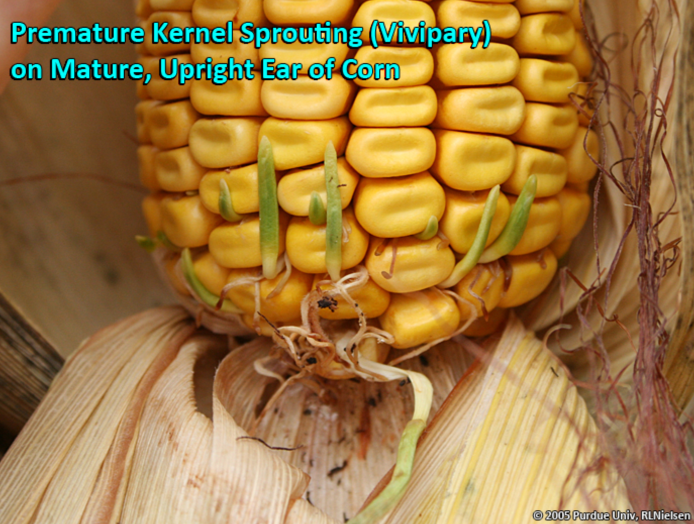 Springfield Plateau: Seeds Go Wild