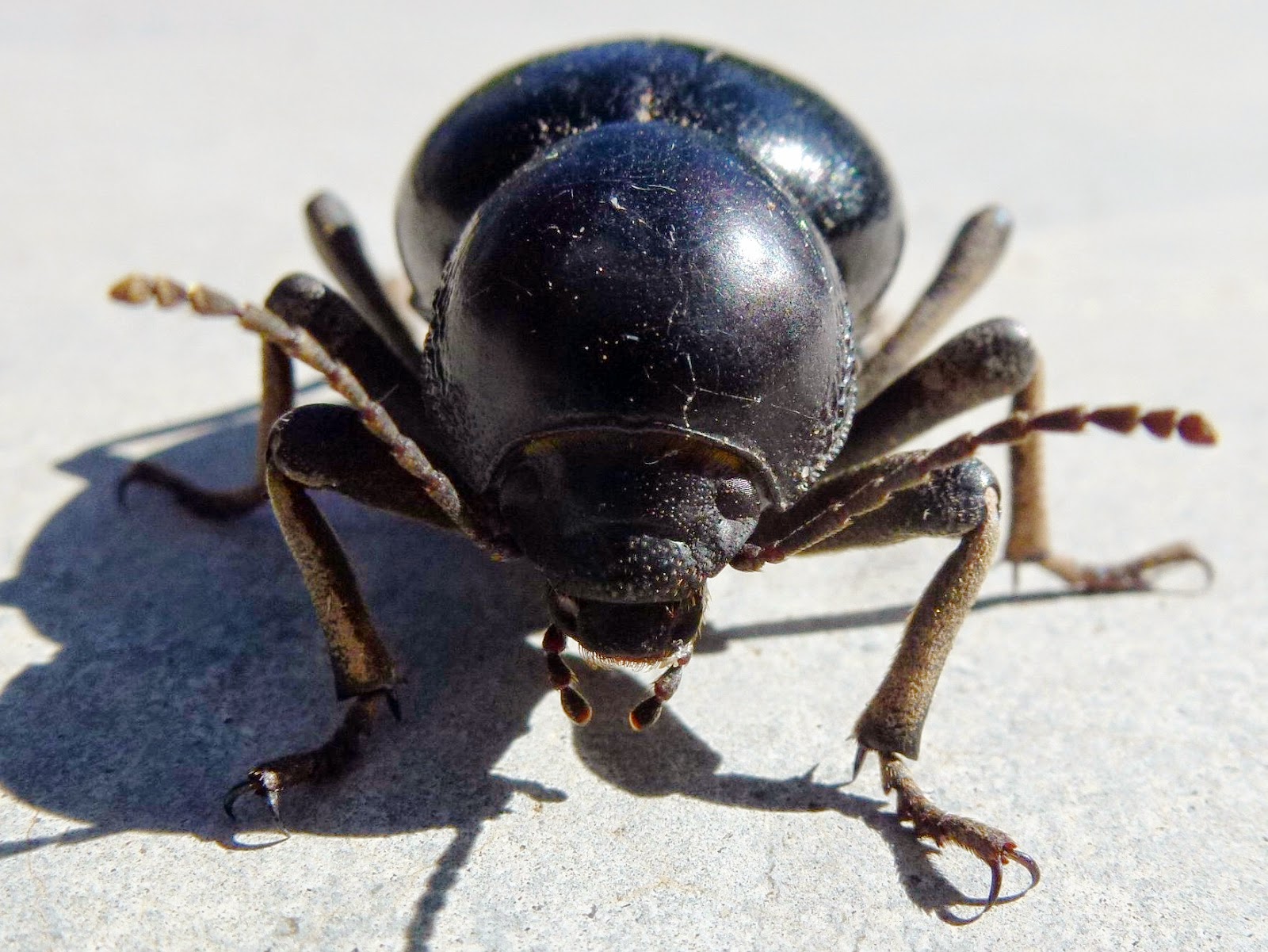 Urban Ministry Live And Unplugged: Tok-Tokkie Beetle