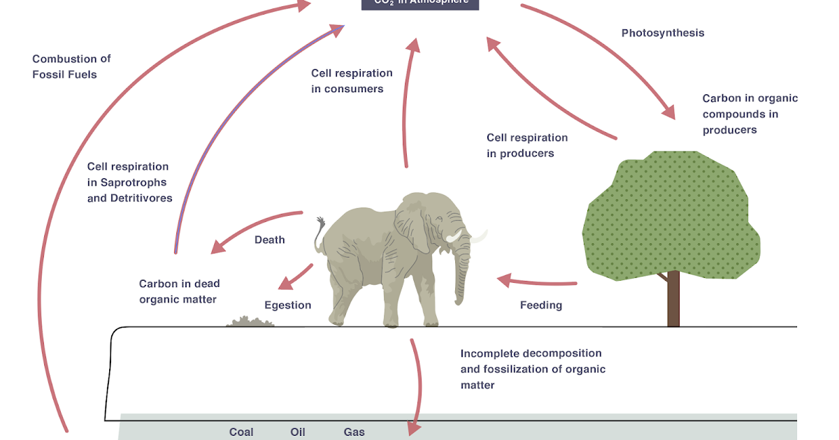 IGCSE Biology 2017: 4.10: Describe the Stages in the Carbon Cycle ...