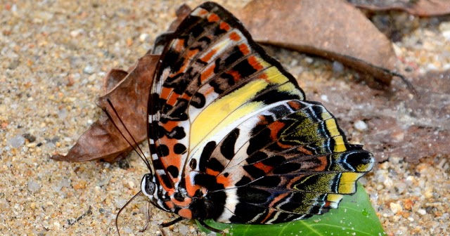 The Forested Path (and Beyond): BUTTERFLIES of RAUB: The Glorious Begum ...