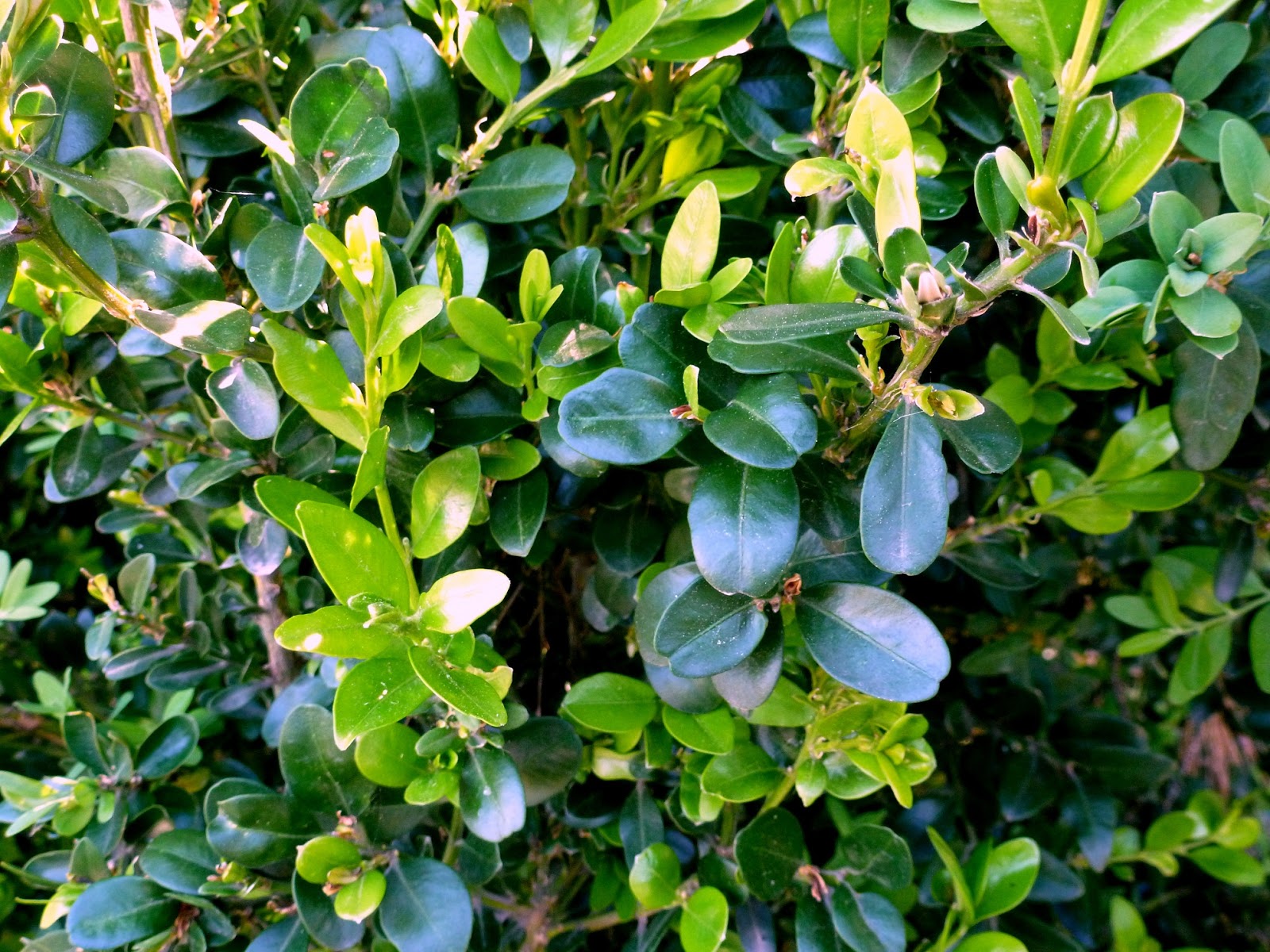 Árboles con alma: Boj. Boix. (Buxus sempervirens)