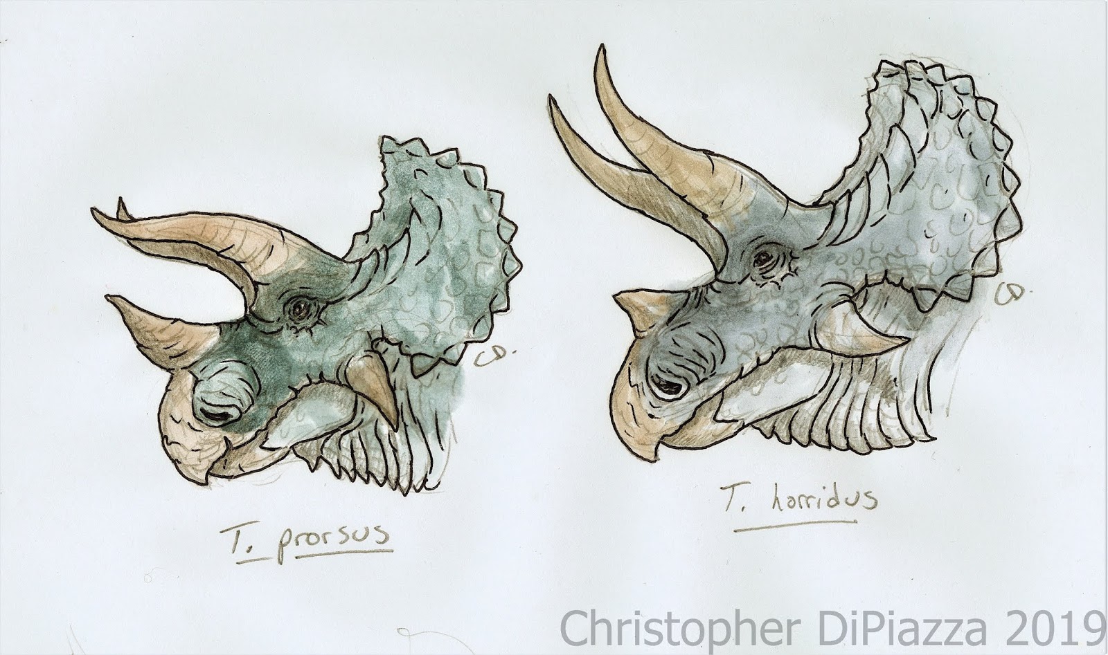 Prehistoric Beast of the Week: Triceratops: Beast of the Week