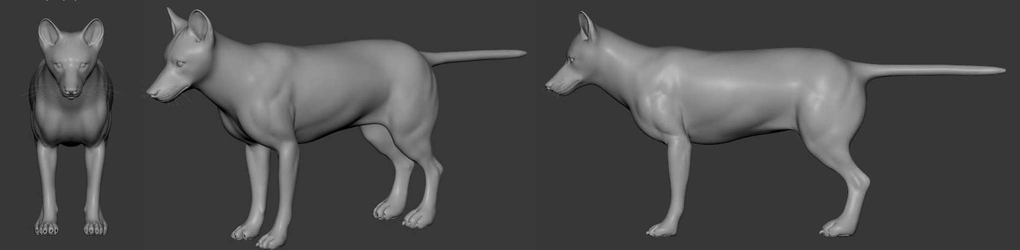 ekartist: wolf anatomy study