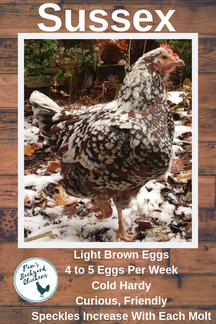 Light Sussex Chicken Colors : File 2020 08 08 Two Black Hens And A ...