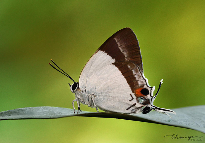 Butterflies of Singapore: Life History of the Banded Royal