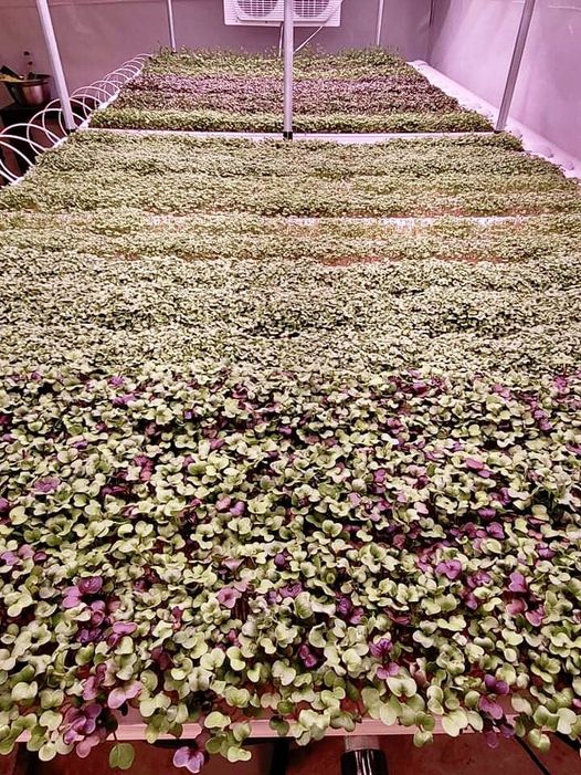 Leaf Sweets Urban Farm and Microgreens: NFT Microgreens - A Complete ...