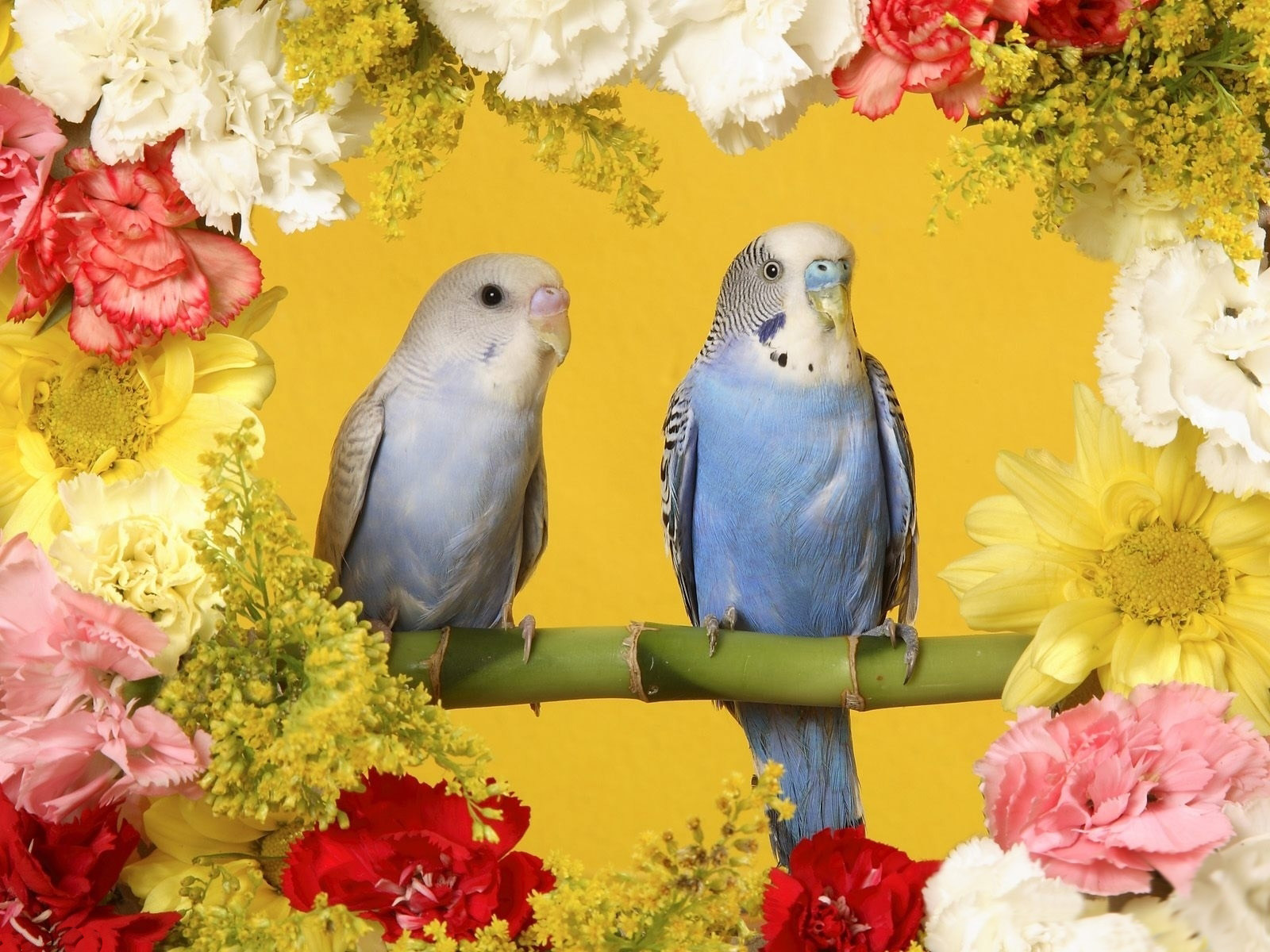 All Wallpapers: Parrot Hd Wallpapers 2