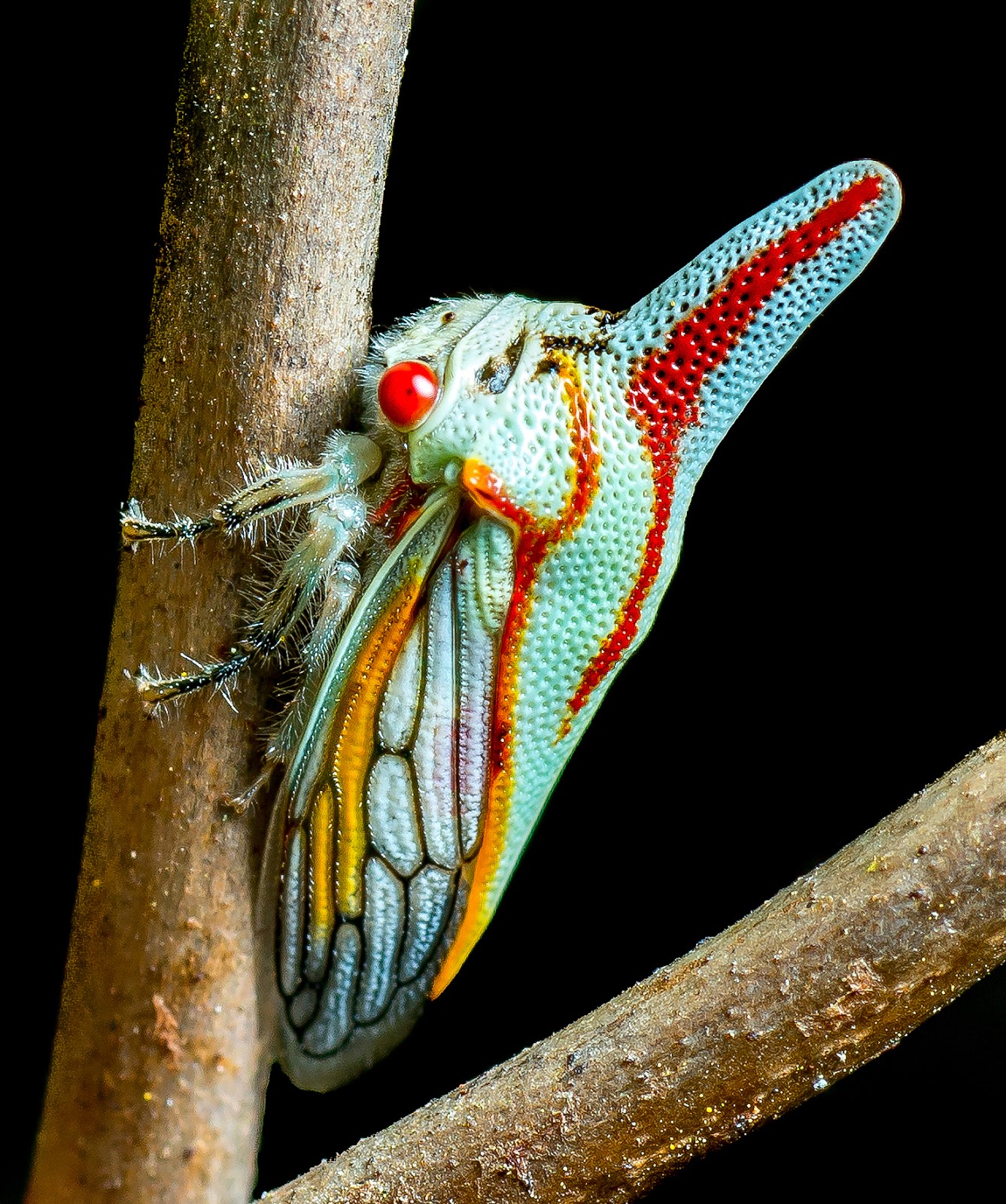 the igneous, the sedimentary and the metamorphic: assassin bugs ...