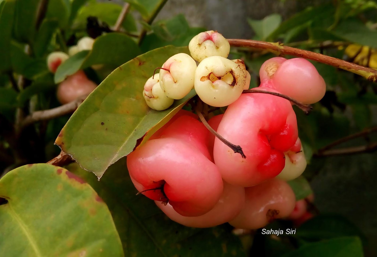 Ayurveda & Rutucharya