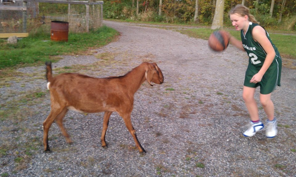 on the Deck: Basketball Playing Goat!