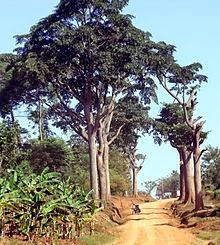 Casa Poderosa Dos Filhos de Yemanjá: Iroko (Chlorophora excelsa)