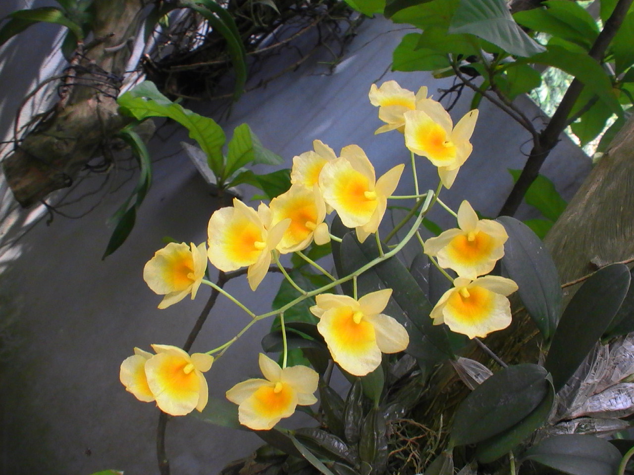 Giao lưu và học hỏi: Vẩy rồng