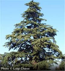 Health Benefits of Deodar Tree (Devdaru) and all history