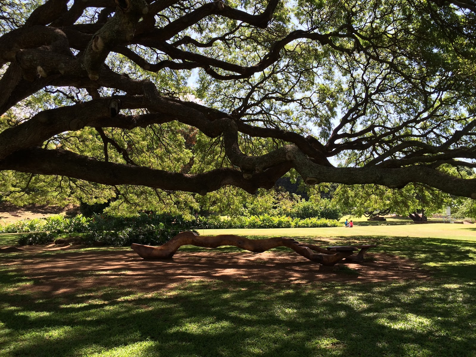 Aloha from Hawaii: The Hitachi tree