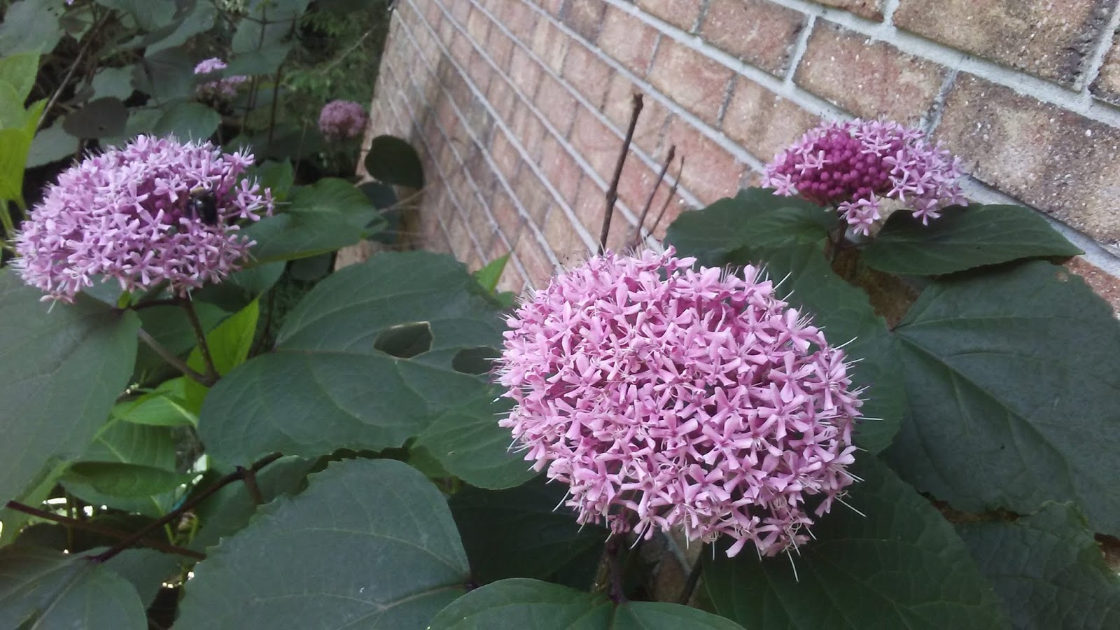 Sheer Inspirations : Growing Clerodendrum Bungei aka Mexican Hydrangea ...