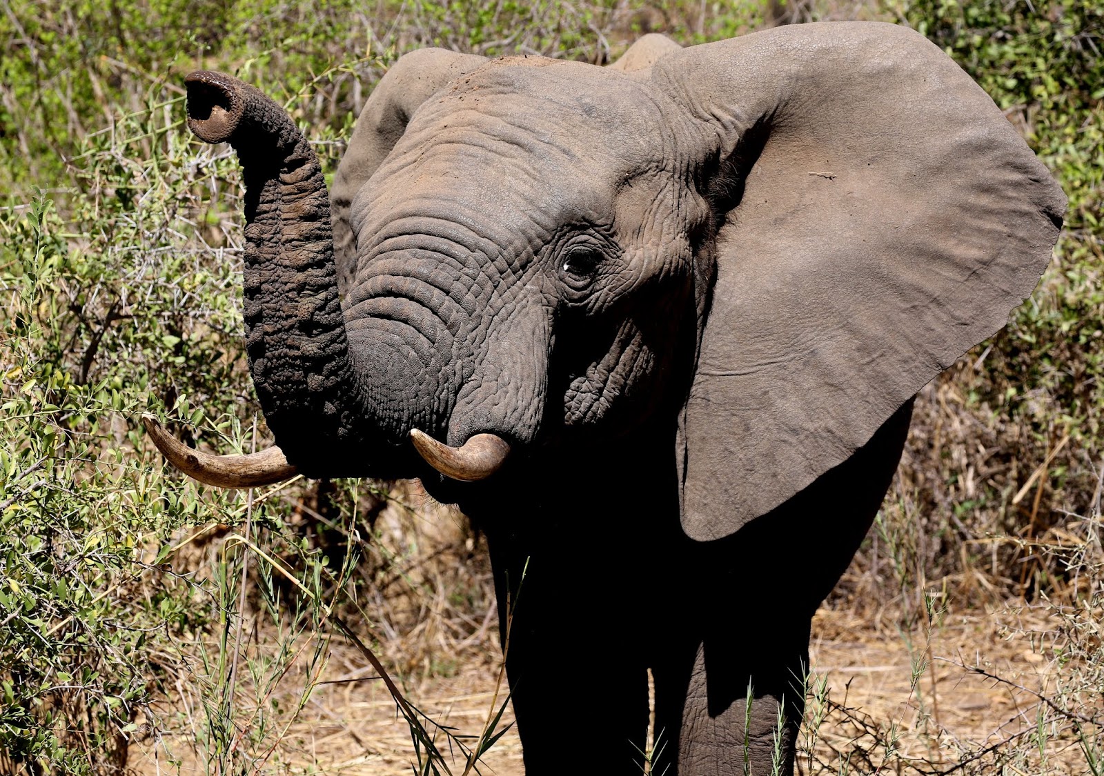 Worldbirder: Clare & Rowan's Africa trip!