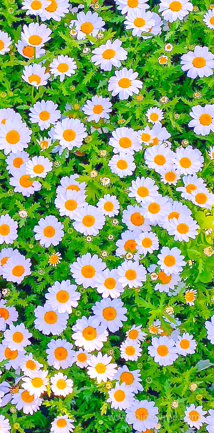 11 flower landscape photography tips，50pictures, come to see my tips ...