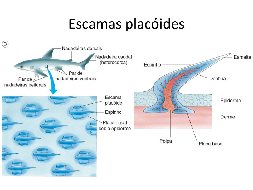 BIOLOGIA PARA A VIDA : SUPER CLASSE PISCES (PEIXES)