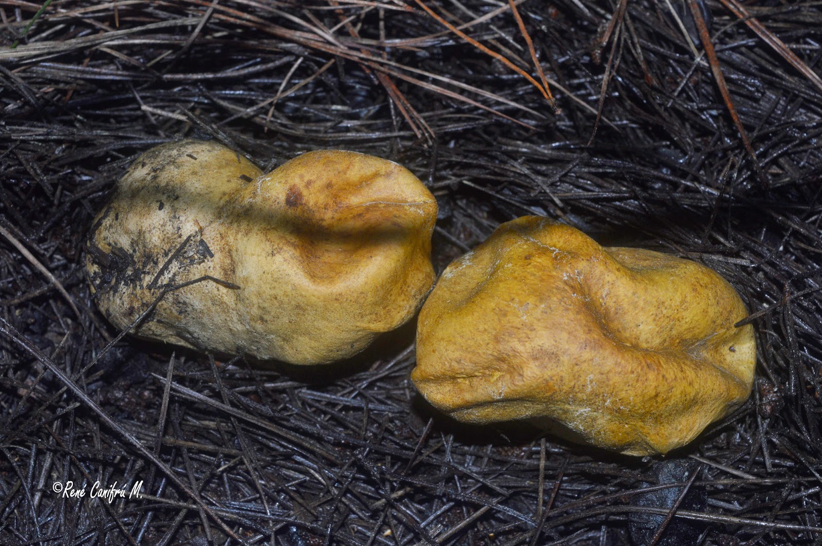 Hongos: Scleroderma citrinum