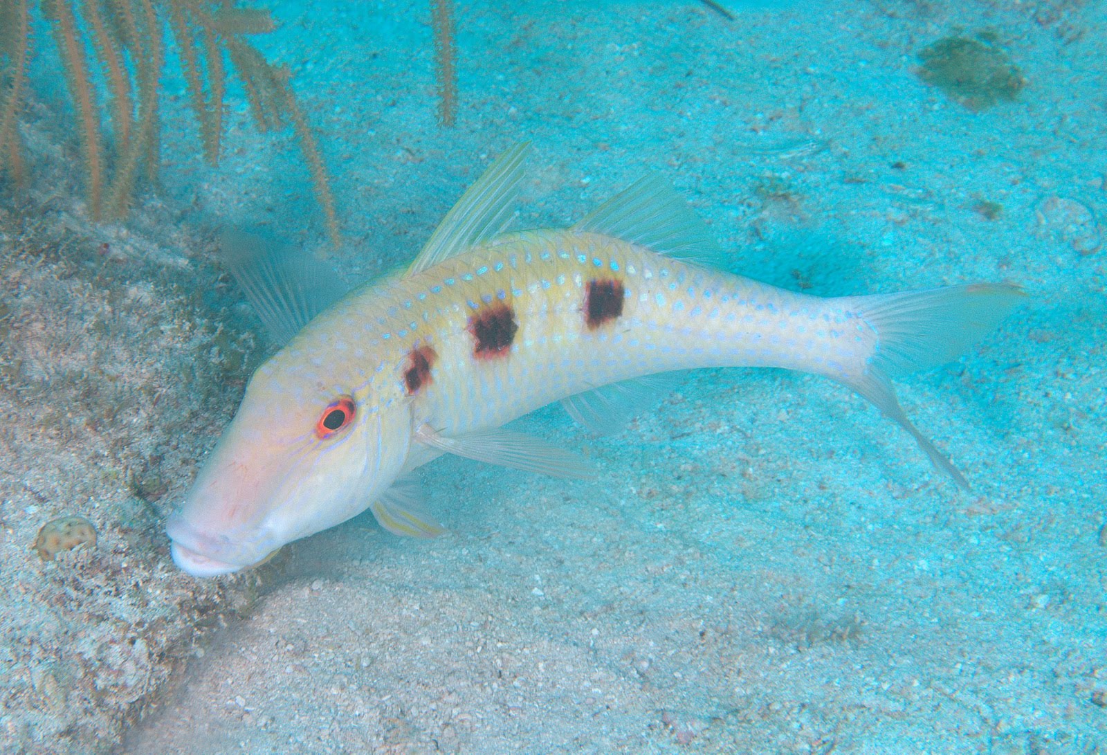 under pressure world: Spotted Goatfish- Key West, FL