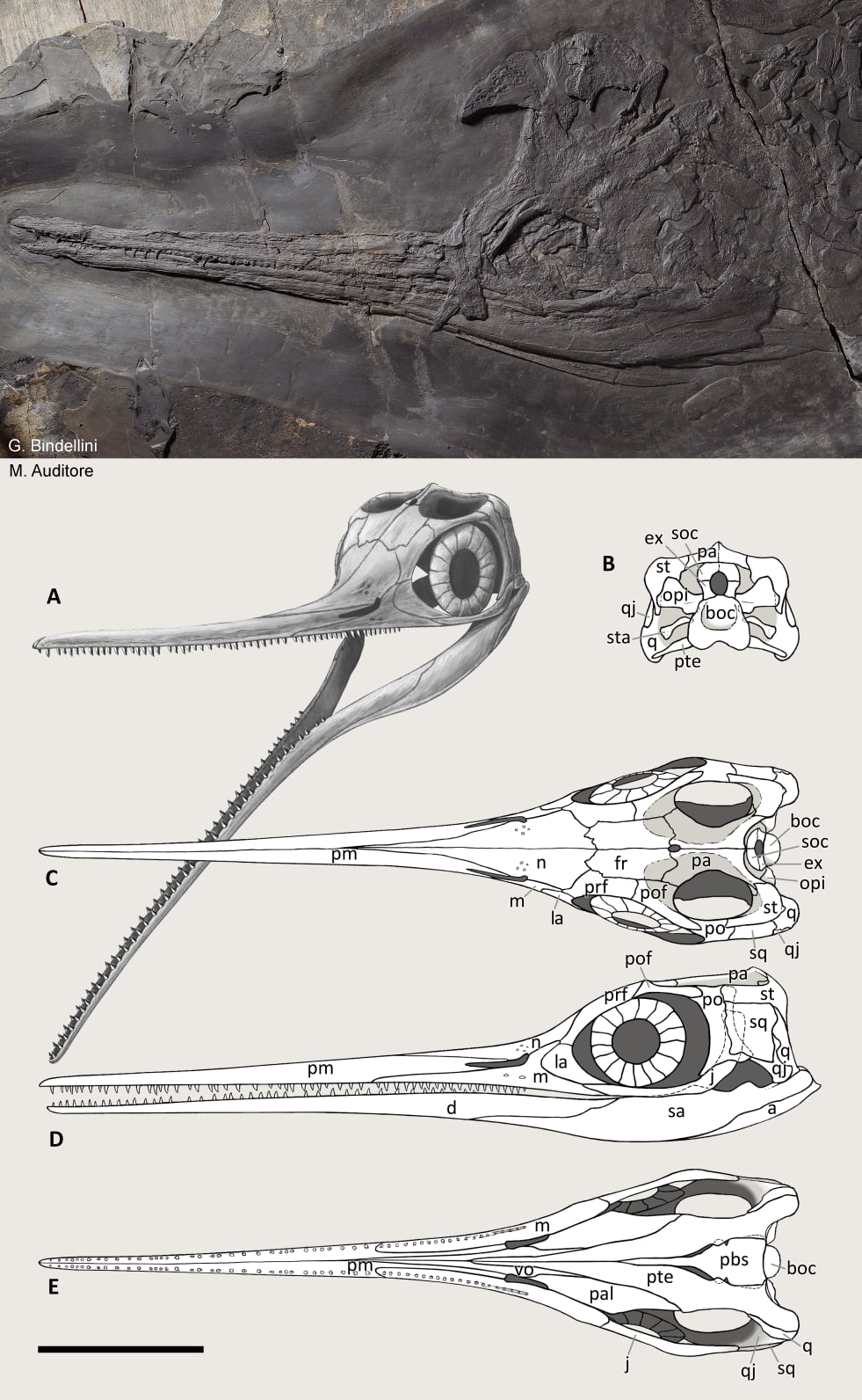 Species New to Science: [Paleontology • 2021] Cranial Anatomy of ...