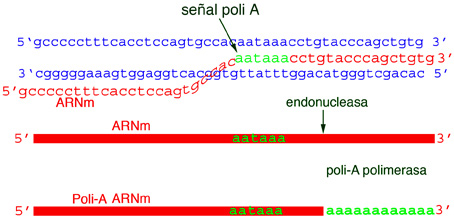 biologia molecular: 6.2.2 MODIFICACIONES POSTRANSCRIPCIONALES DEL ARN ...