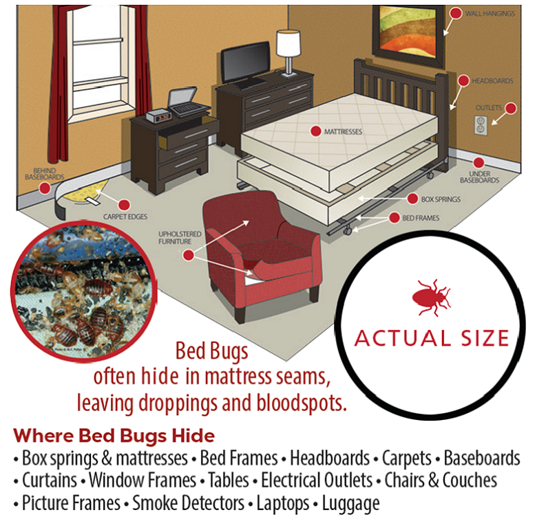 Control Bed Bugs with Awesome Pest
