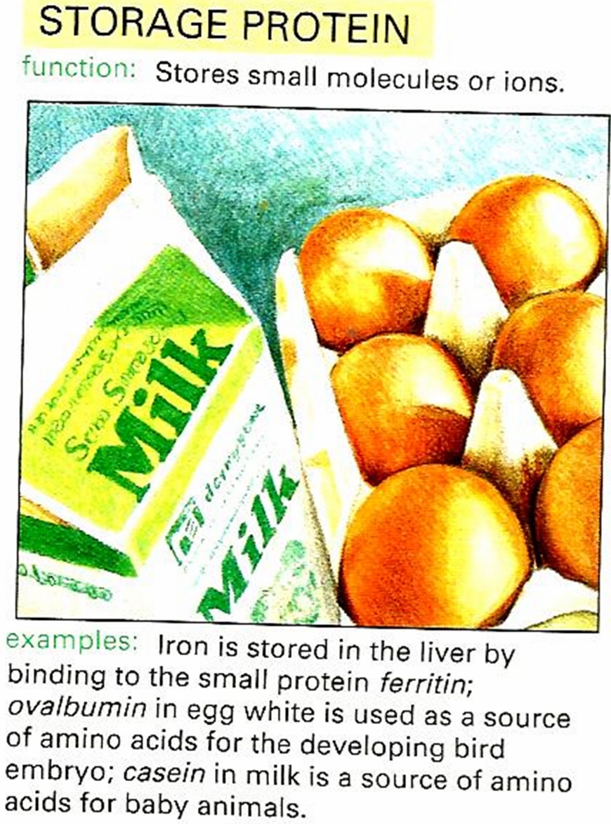 Manash (Subhaditya Edusoft): Proteins and Nucleotides : Major Raw ...
