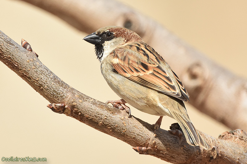 Birding Catalunya: Pardal comú (Passer domesticus)