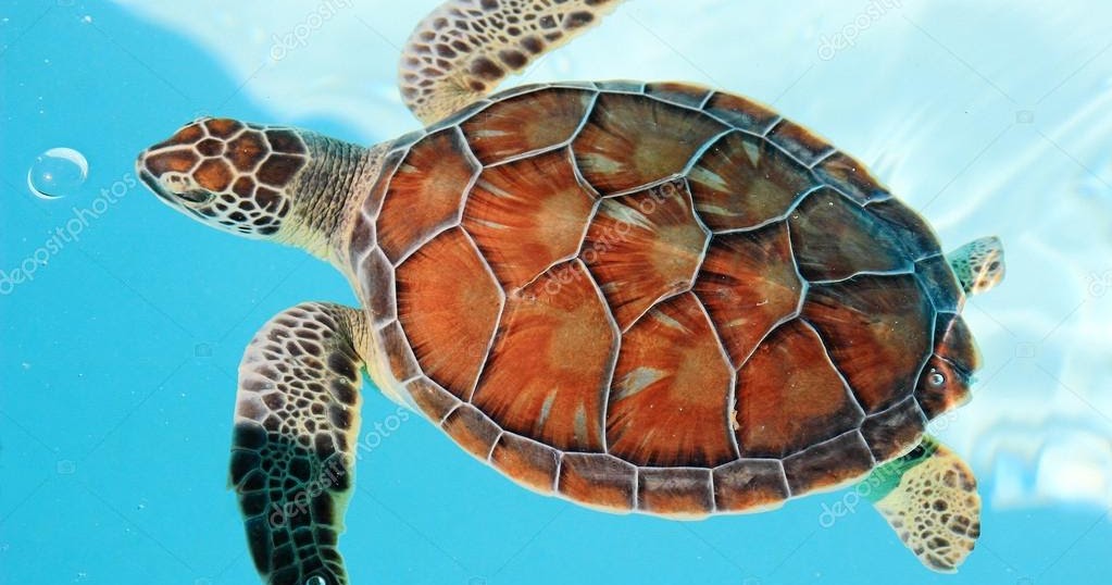 Tortugas Mexicanas