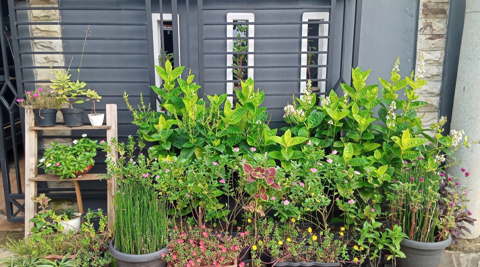 >> Halaman Samping: Tancap, Tumbuh, Berbunga: Ini 17 Jenis Tanaman Hias ...