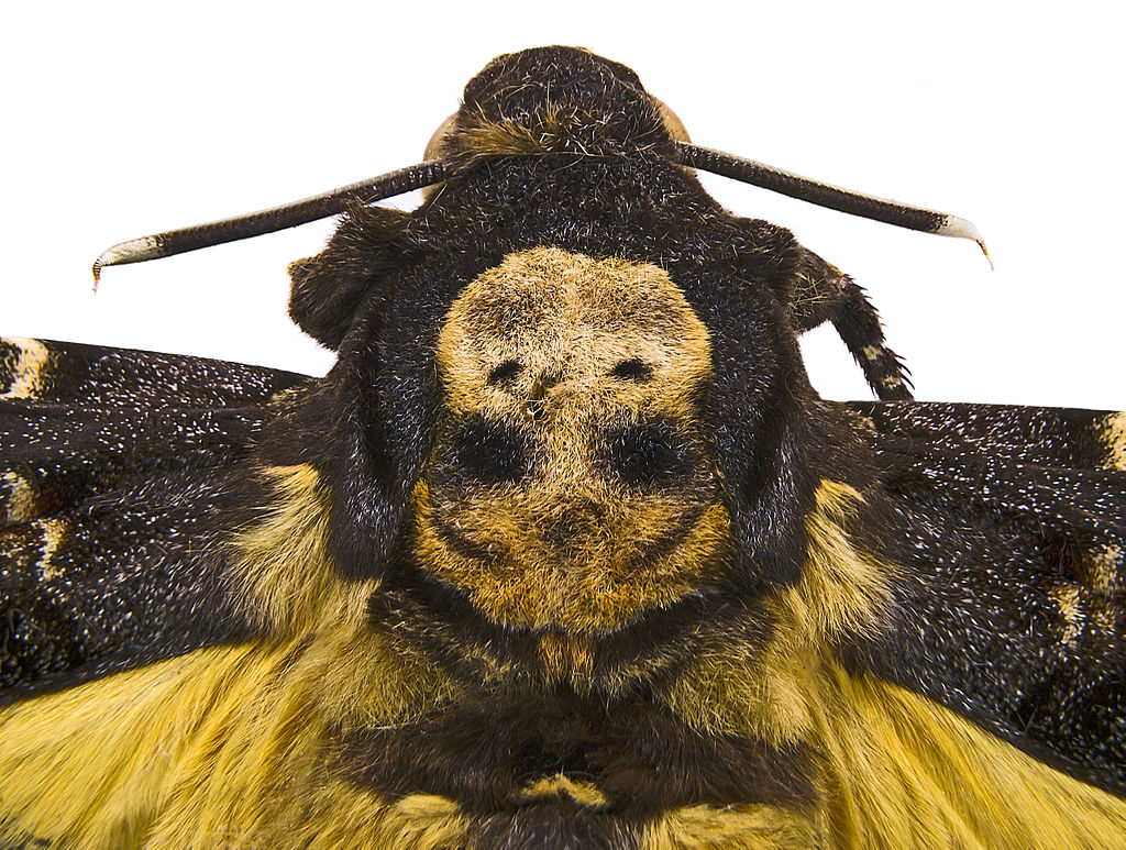 French wildlife and beekeeping: Deaths head hawkmoth and Great Peacock ...