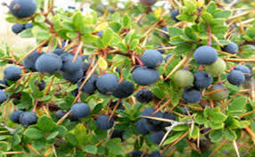 Health Benefits of Common Medicinal Plants of Palpa ~ New Horizon ...