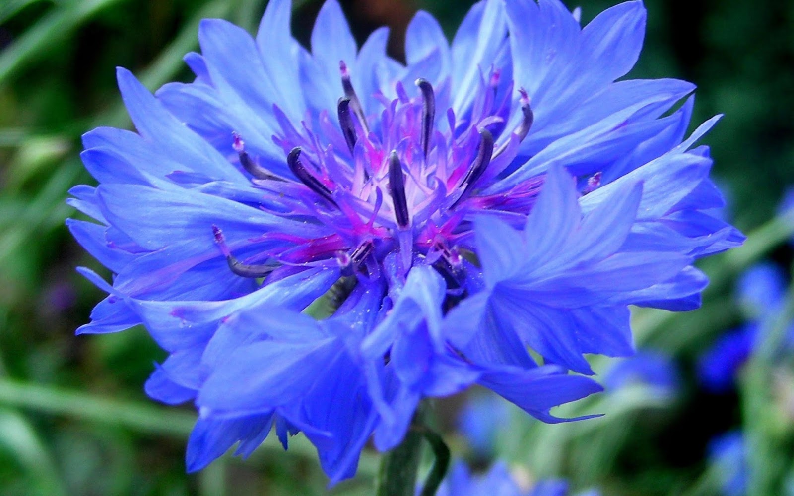 Blue cornflowers (10 pictures)|Pictures of flowers