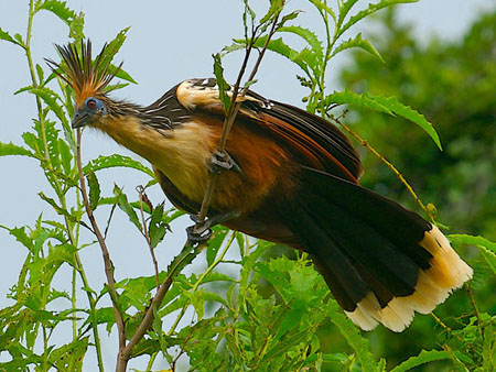Sergio Ibarra Mellado: Hoatzín