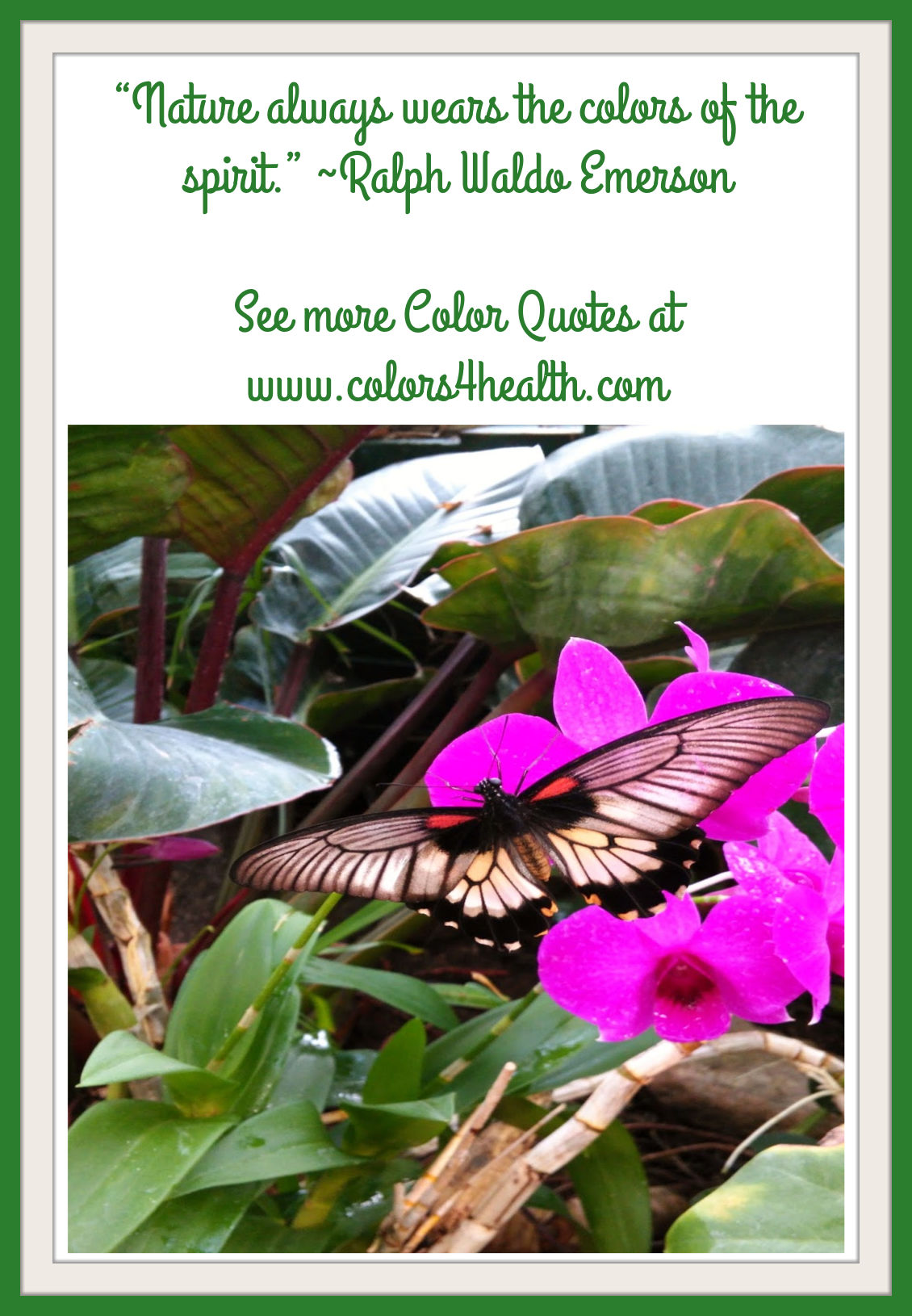 Colors 4 Health: Positive Color Quotes to Brighten Today