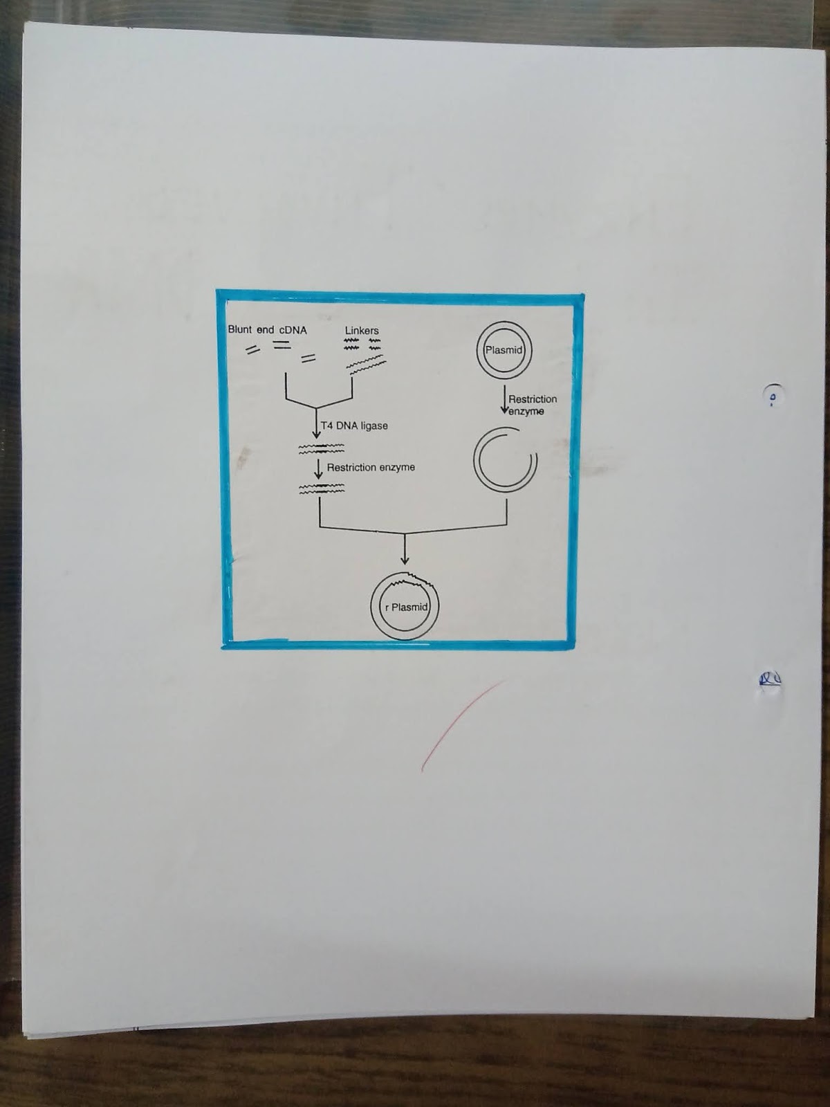 Dear Study: Recombinant DNA Technology Investigatory Project of Biology ...