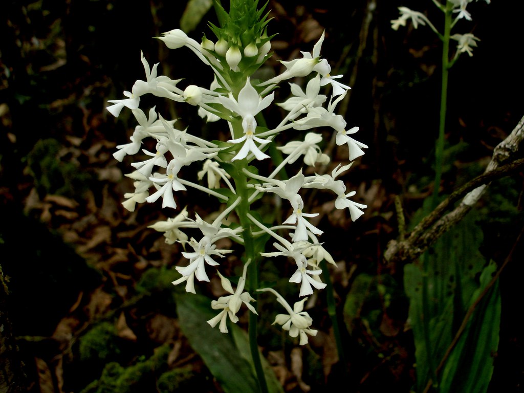 Calanthe triplicata orchid plant care and culture | Travaldo's blog