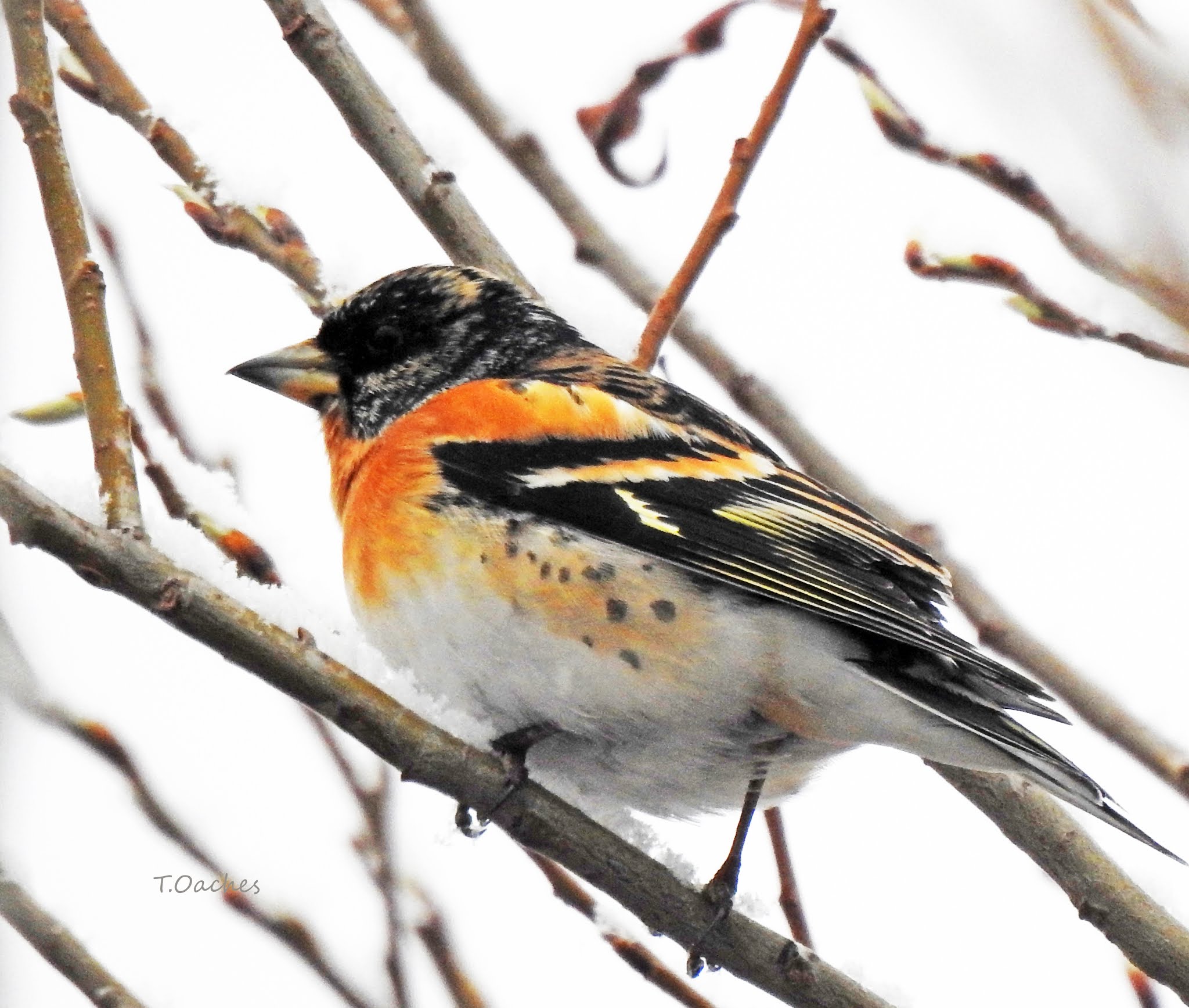 PASARI DIN ROMANIA: CINTEZA DE IARNA, Fringilla montifringilla
