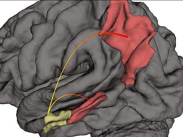 Descubren dónde, por qué y cómo se propaga el alzhéimer - Huellas de Jujuy
