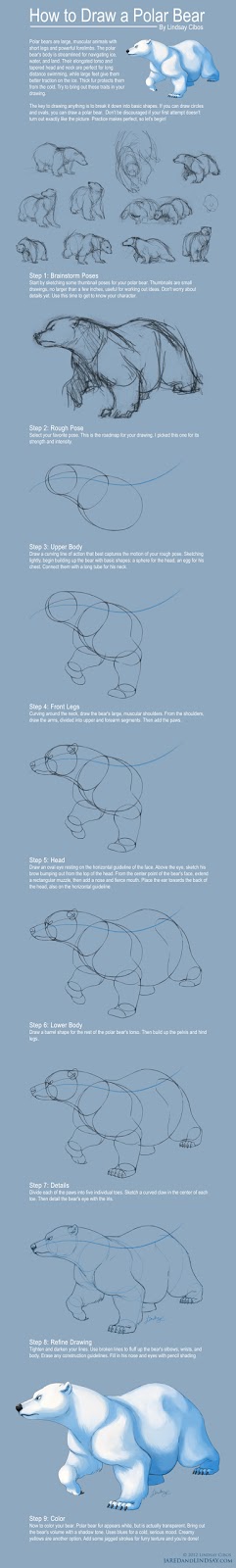 Lindsay Cibos' Art Blog: How to Draw a Polar Bear