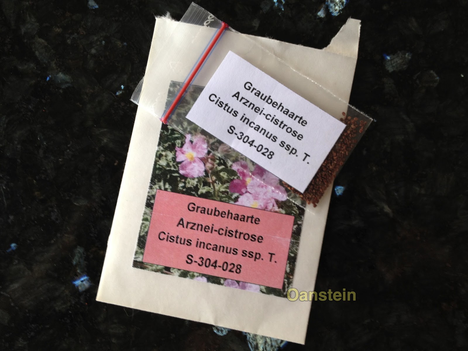 Oanstein: Anbau von Cystus - Zistrosen - Cistus incanus ssp. tauricus