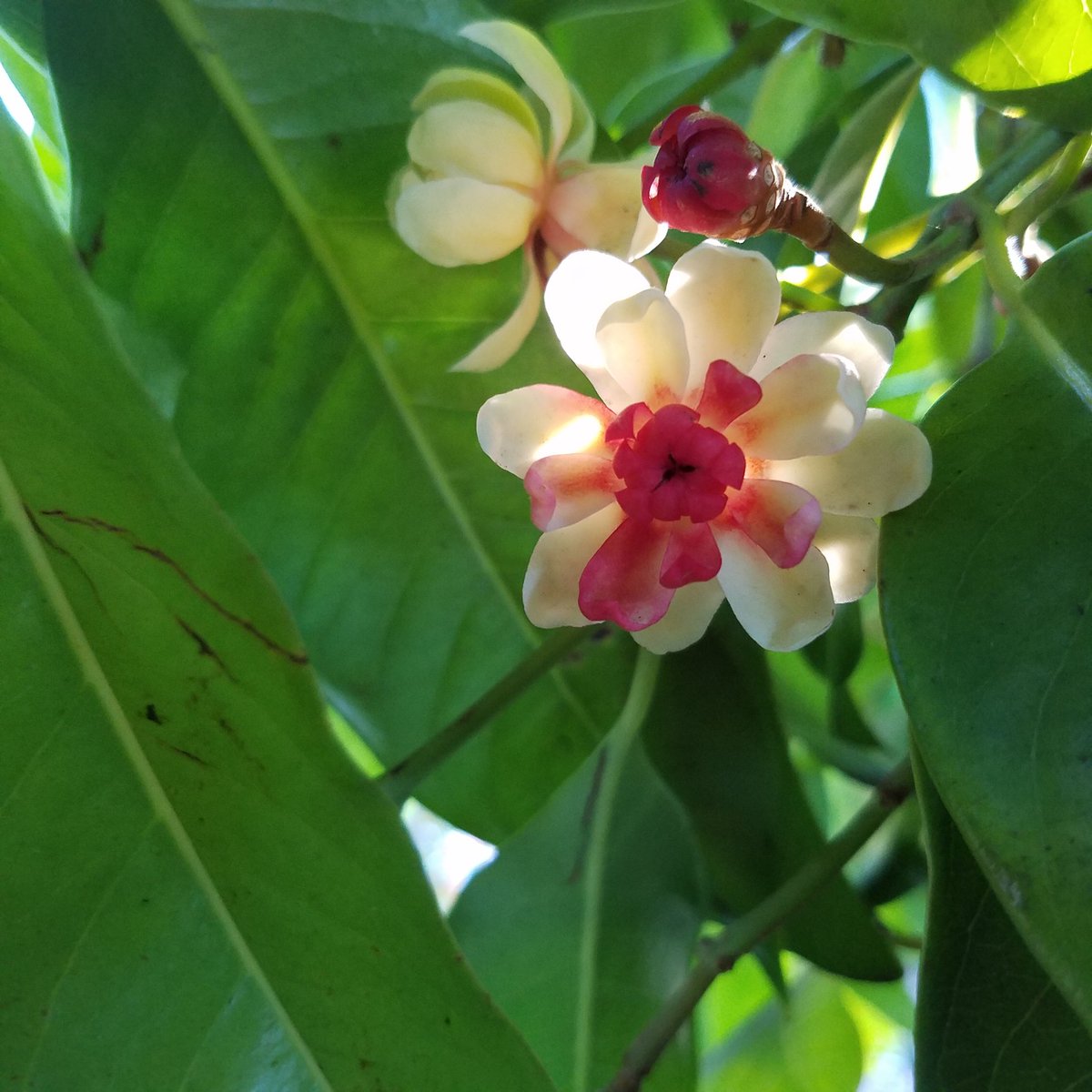 Sobre esto y aquello: El venenoso árbol australiano que respetaron los ...