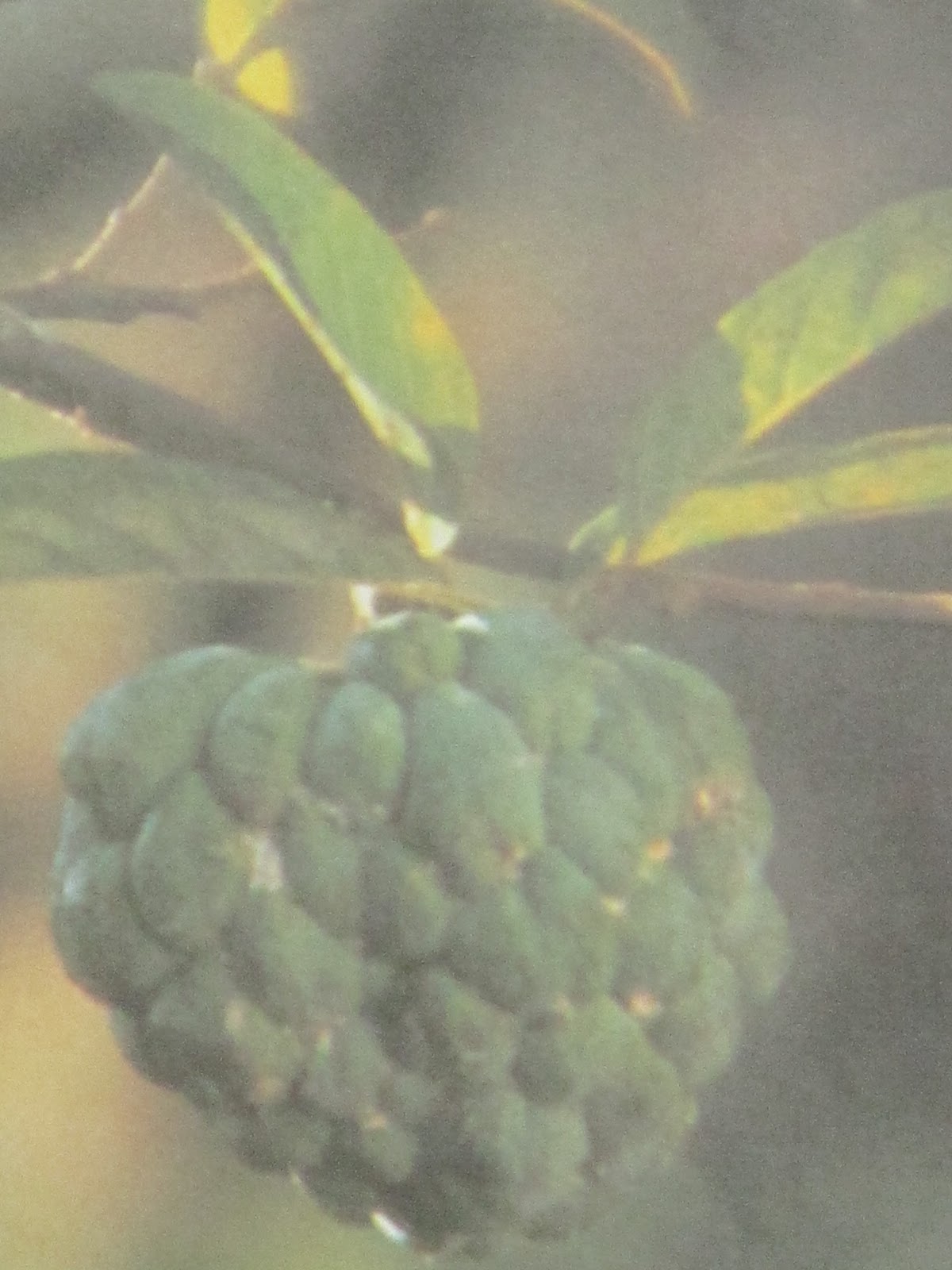 herbal leaves, herbal medicine plants and treatments: February 12, 2012