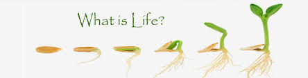 What is life and purpose of life.