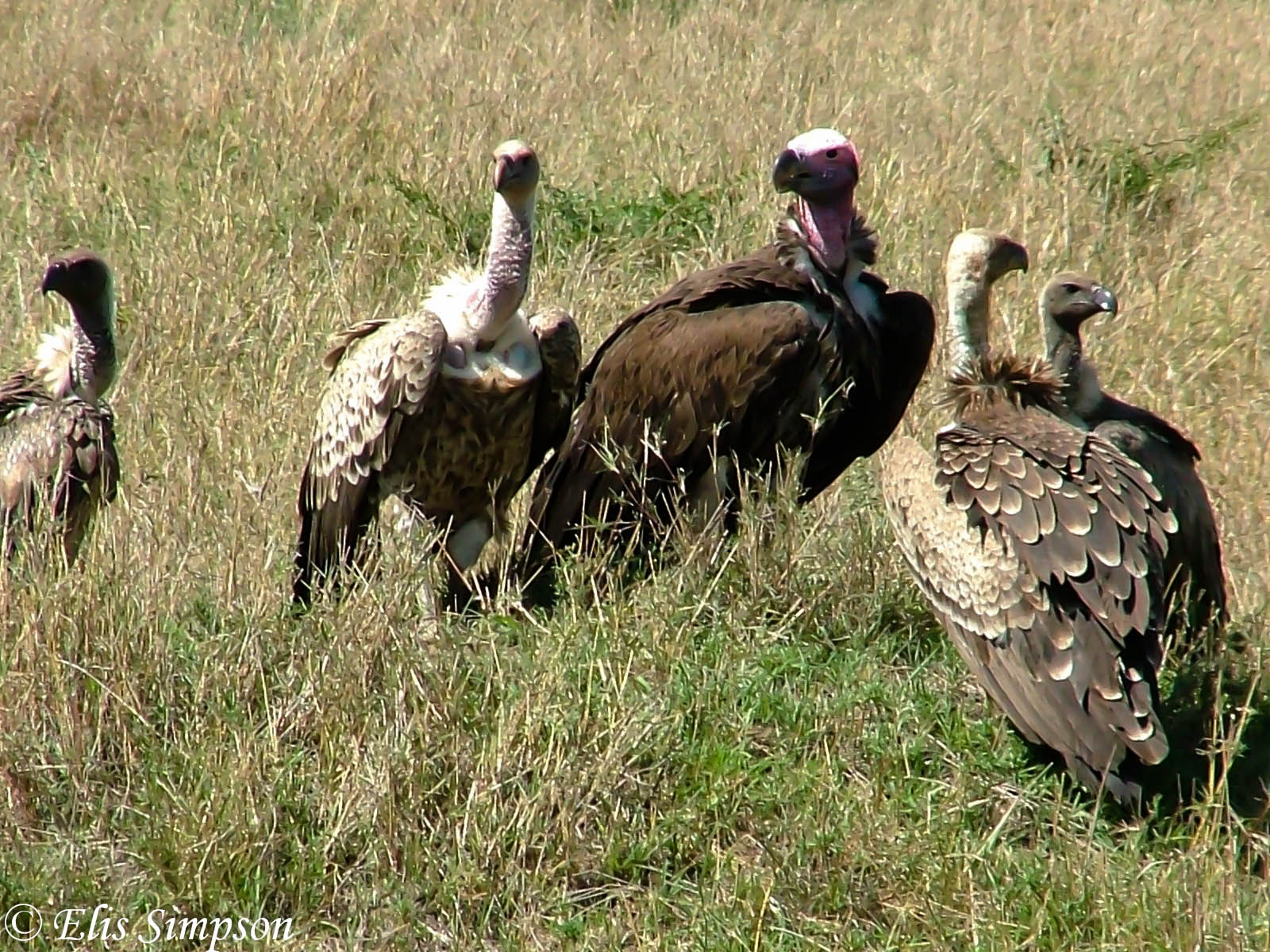 Rick Simpson Birding: Some African birds.