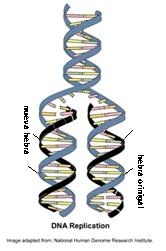Acidos Nucleicos UIA: ADN