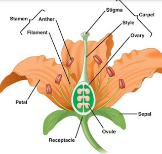 Parts of a flower | study science